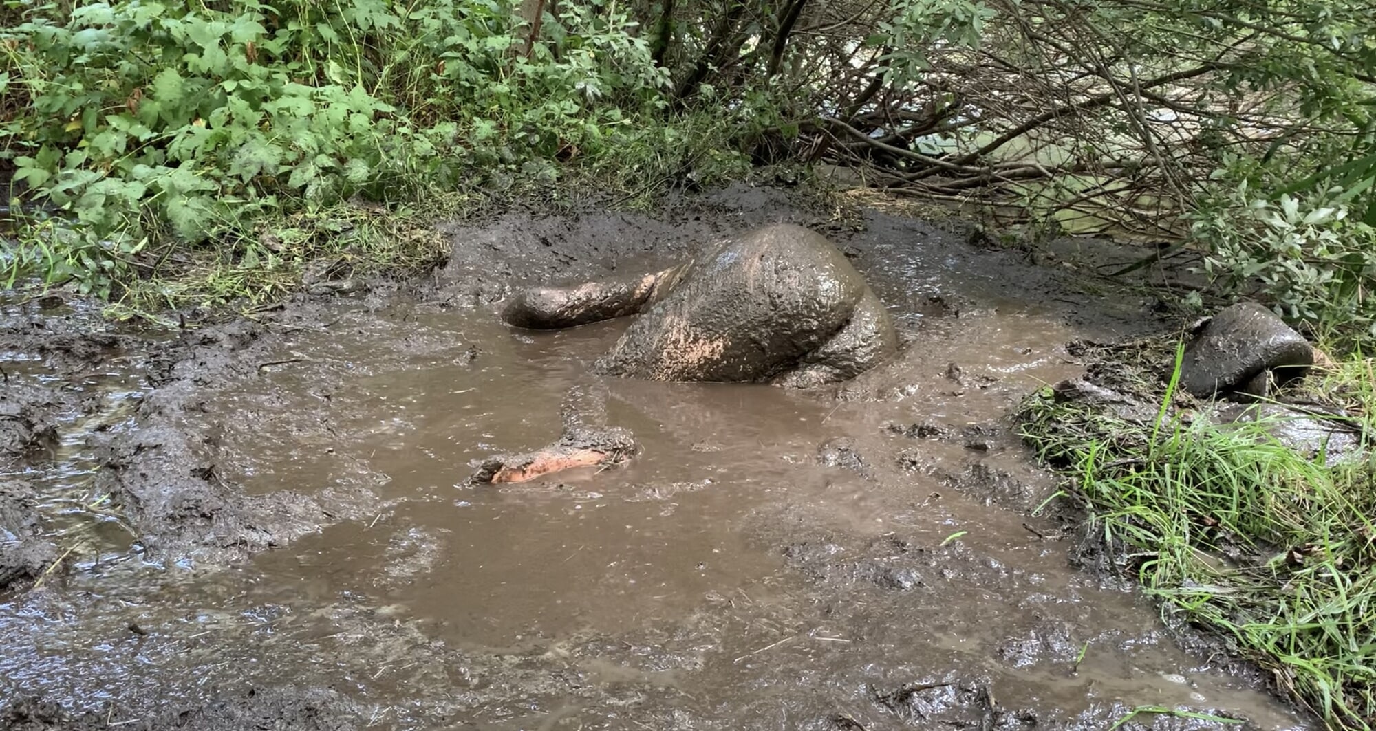 Mud Mud Mud 38 Pics Xhamster 4451